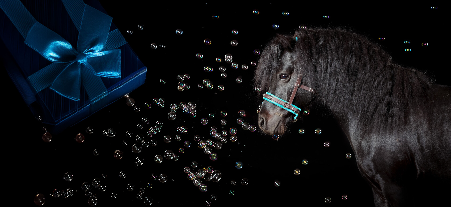 BitlessBridle Alizée unique - Equimero