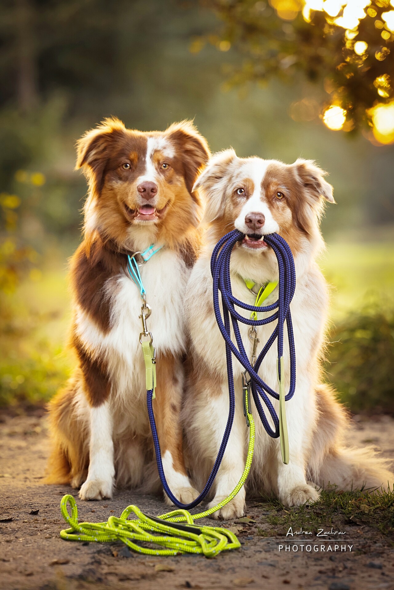 BitlessBridle Alizée unique - Equimero